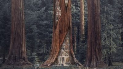Top 5 Biggest Trees on Earth - The Blond Post
